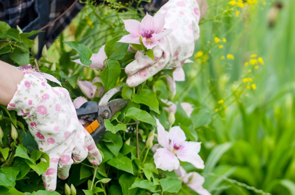 When To Prune Clematis For Winter (Or Should You Leave It For Spring)