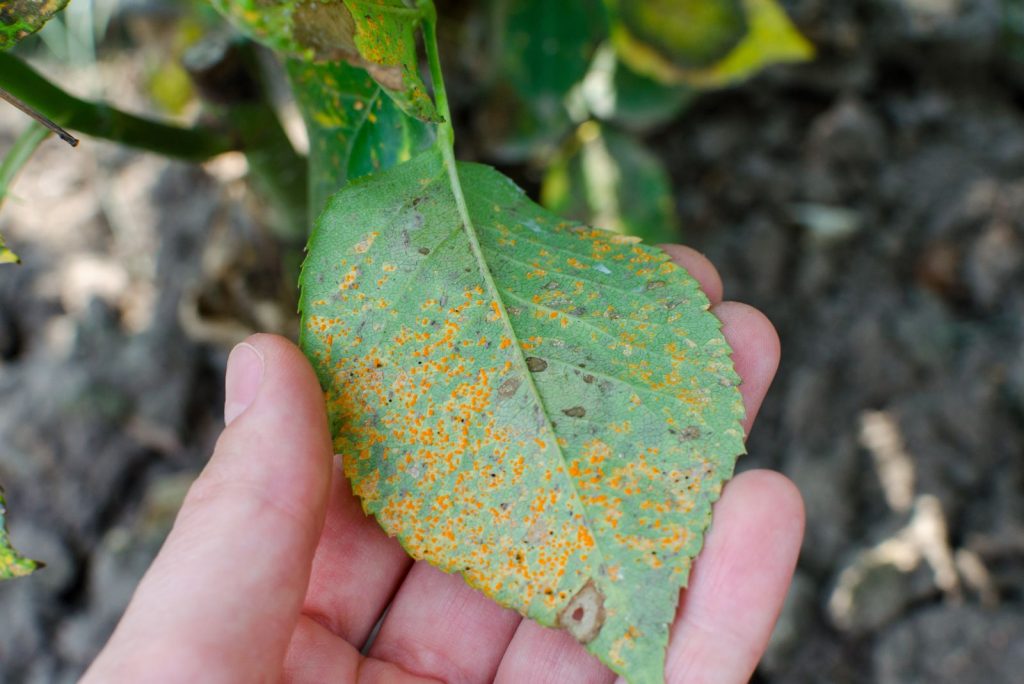 13 Common Garden Fungal Diseases And How To Treat Them