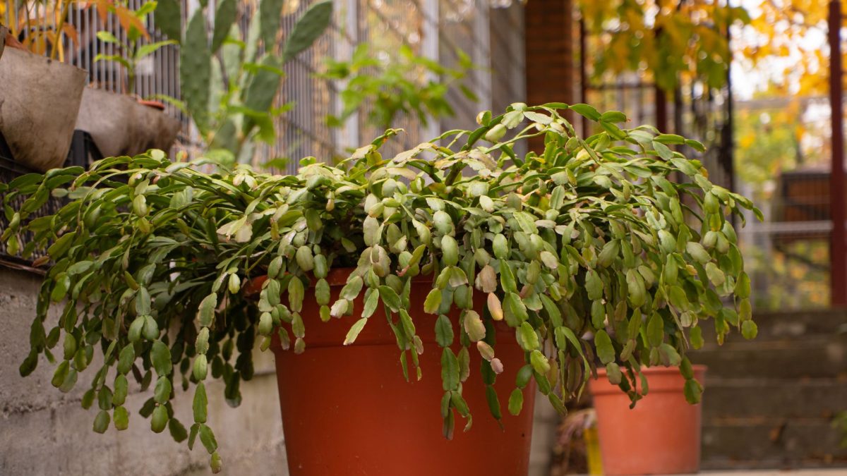 10 Most Common Christmas Cactus Diseases And How To Treat And Prevent Them