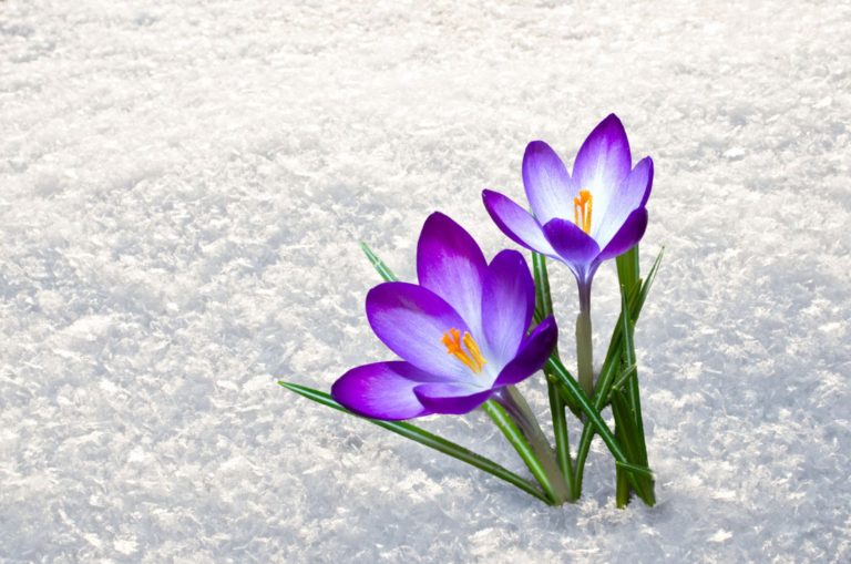 9 Gorgeous Plants That Bloom In January