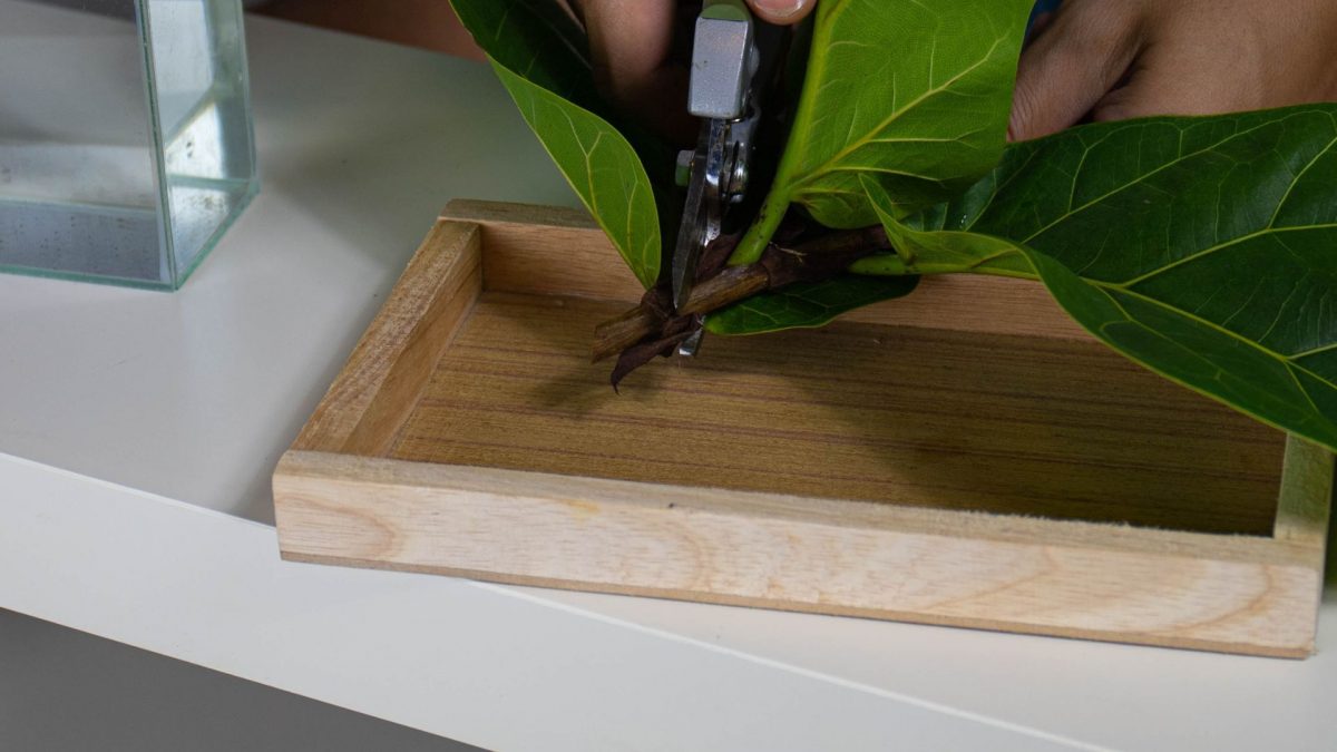 6 Easy Steps For Propagating Fiddle-Leaf Figs