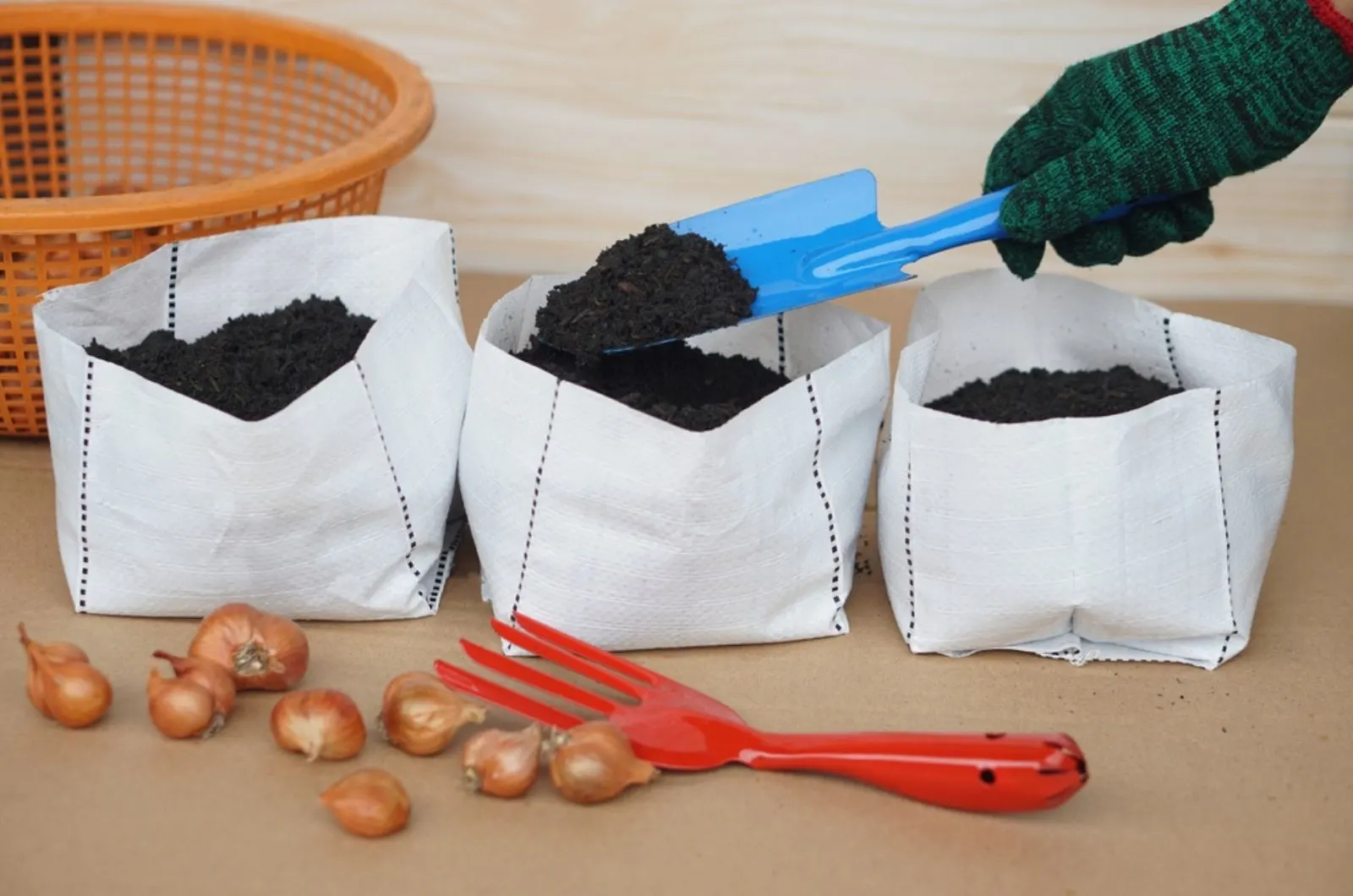 How To Grow Shallots From Sets And Seeds