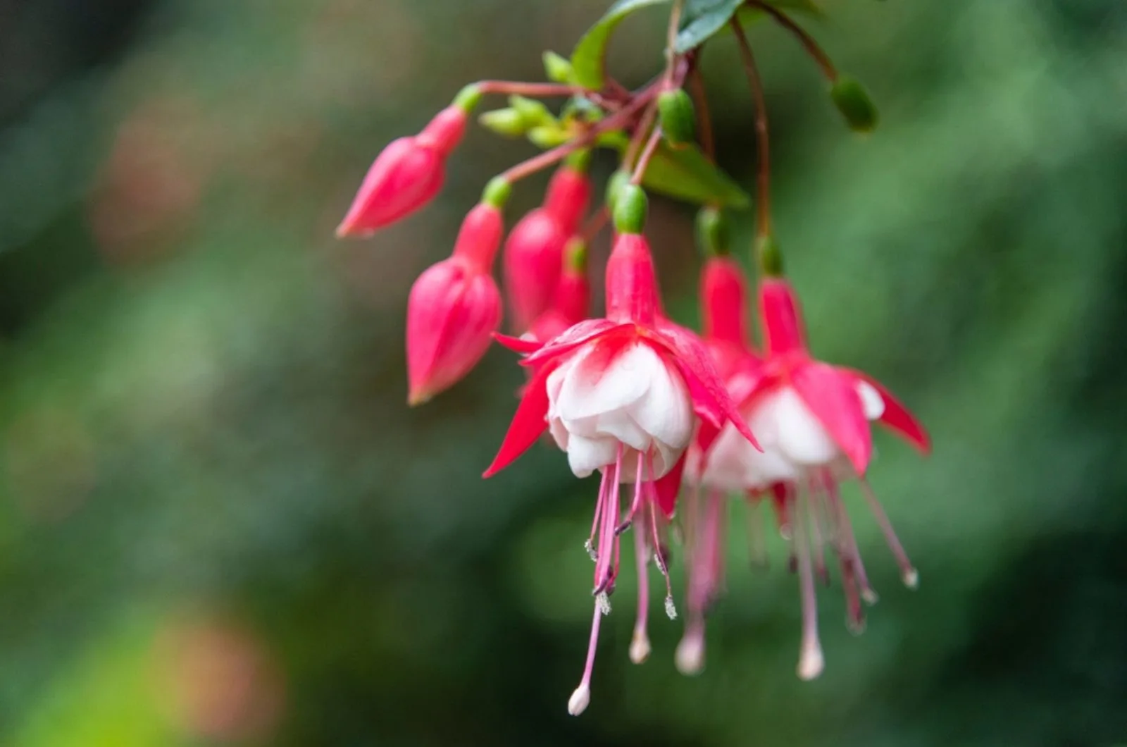How To Care For The Fuchsia Jingle Bells