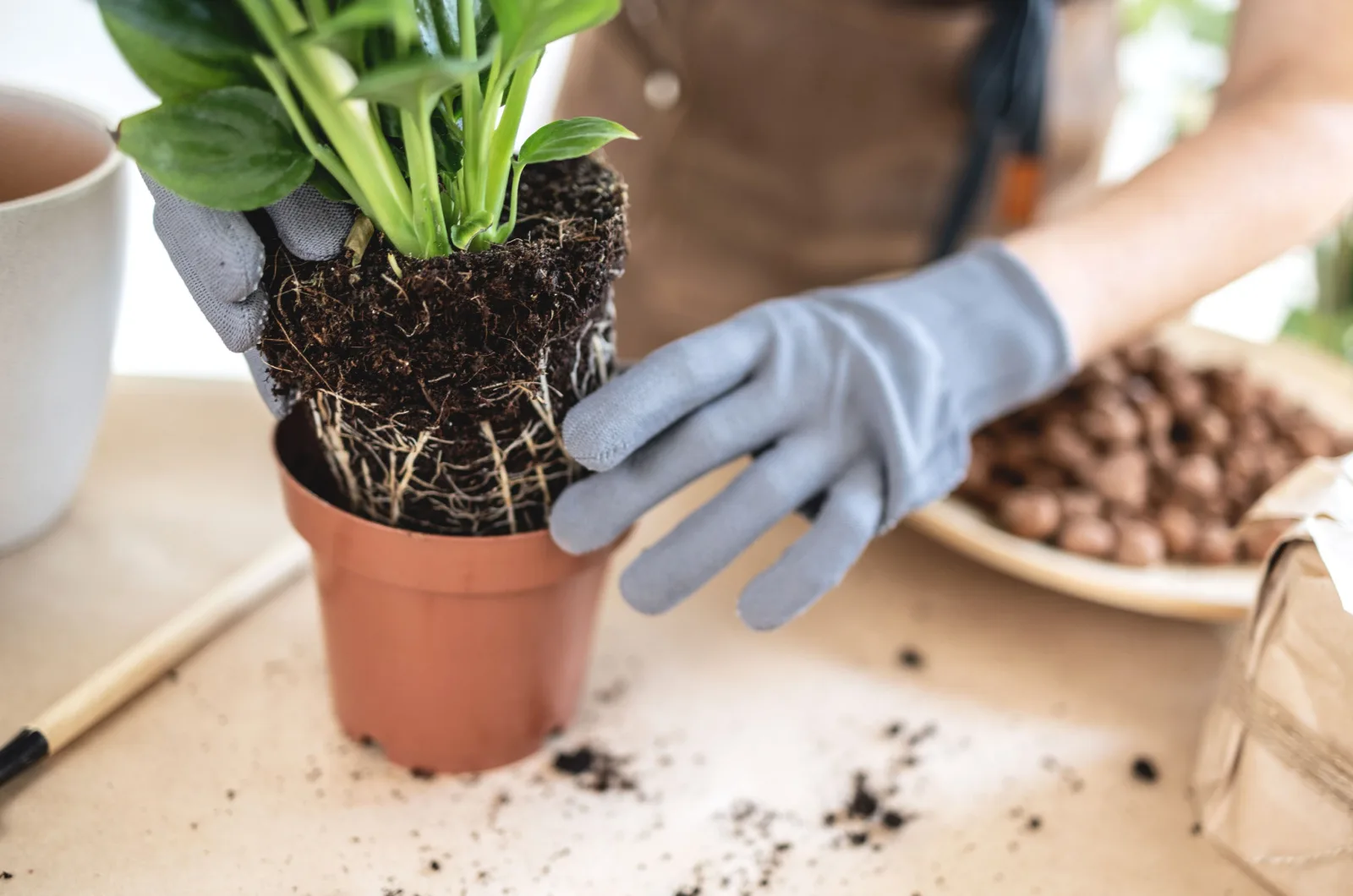 3 Warning Signs That Your Peace Lily Needs Repotting And How To Do It