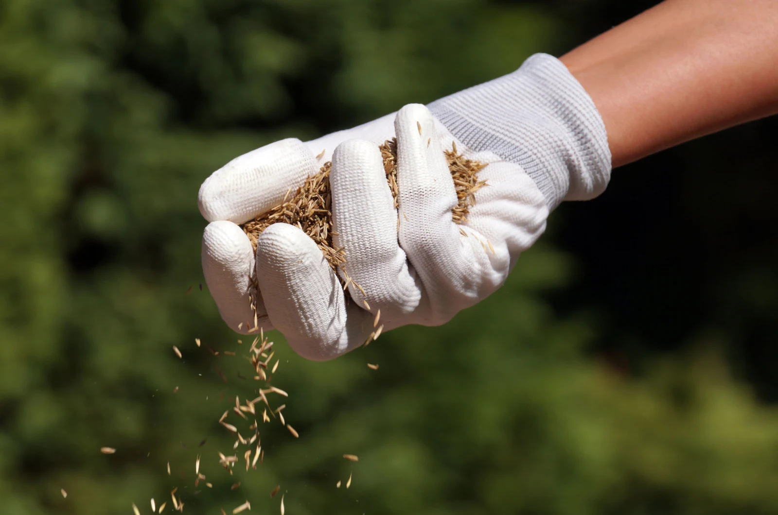 When To Sow Grass Seed In Different Climates