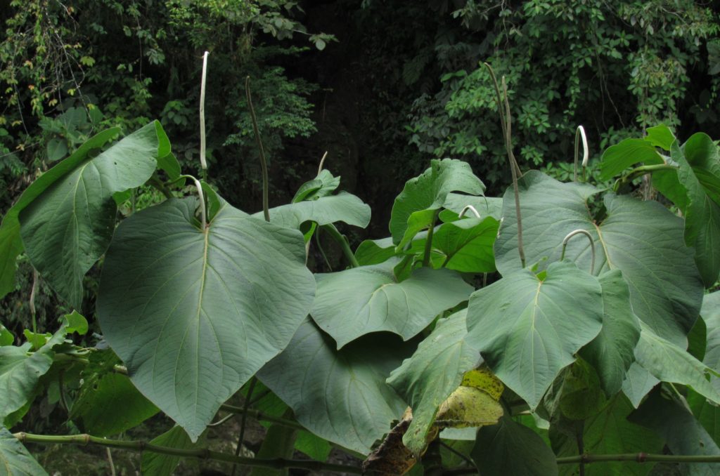 How To Grow Root Beer Plant