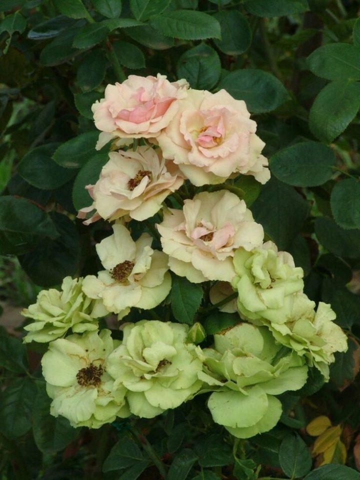 5 Captivating Varieties Of Green Roses
