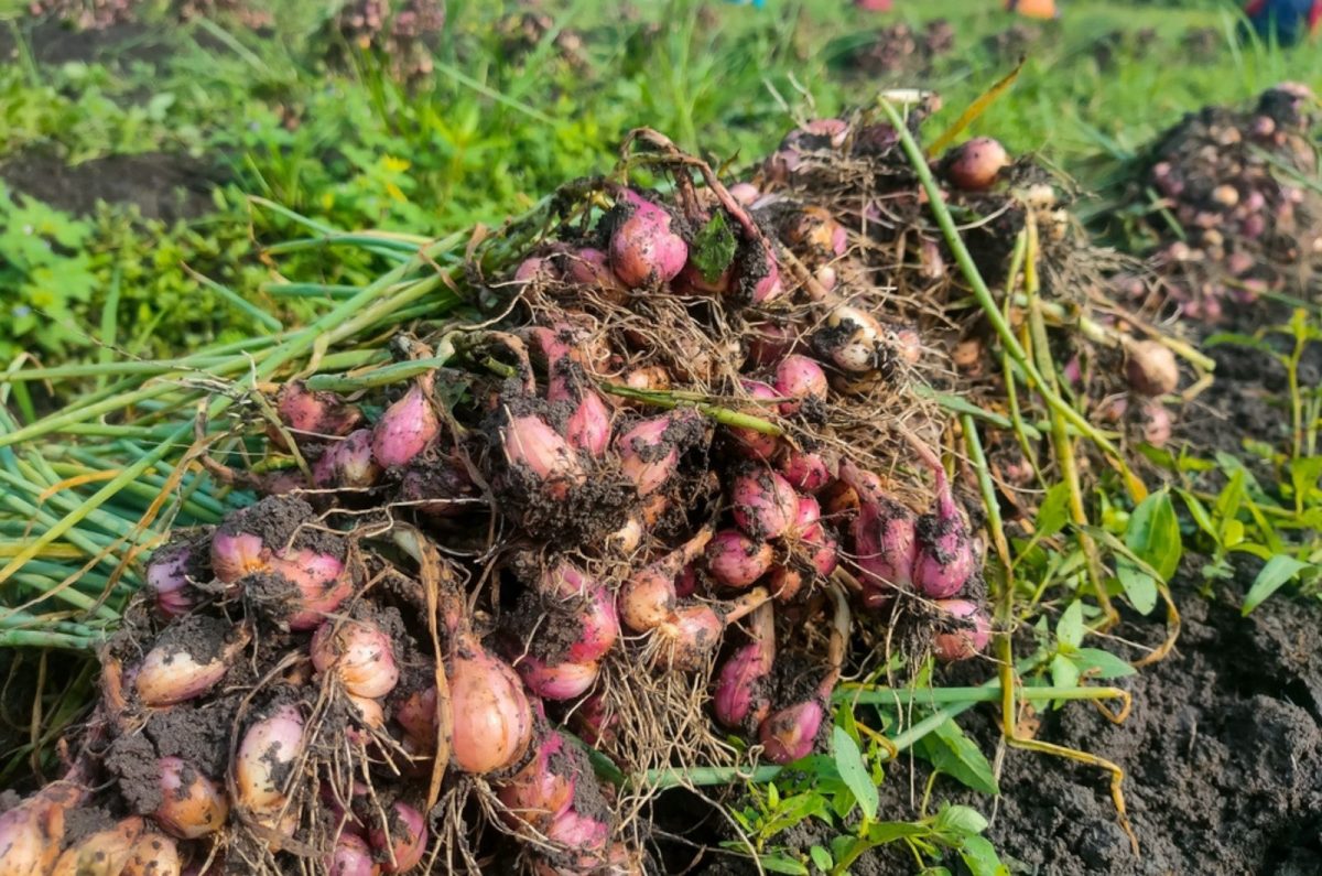How To Grow Shallots From Sets And Seeds