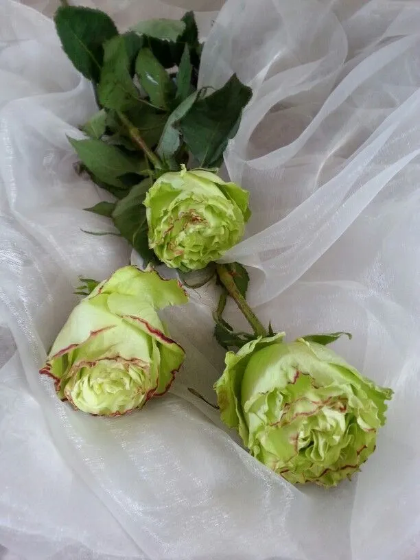 5 Captivating Varieties Of Green Roses
