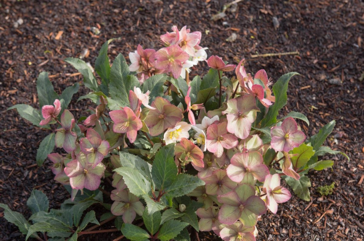9 Gorgeous Plants That Bloom In January