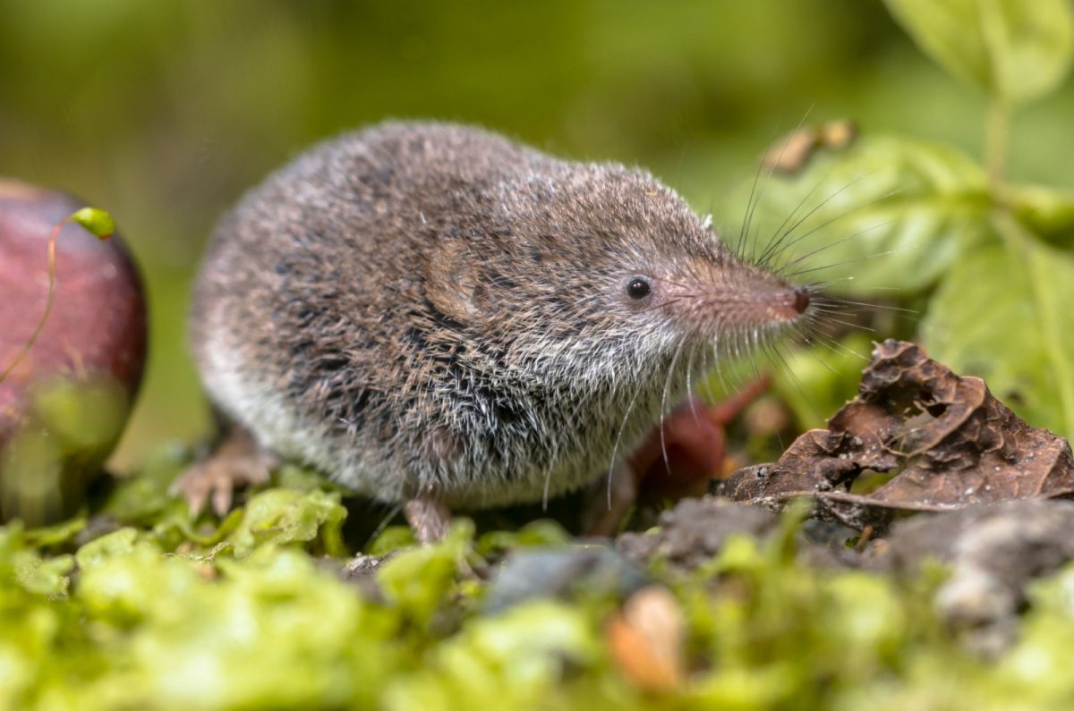 Moles vs Voles: How To Tell These Garden Pests Apart