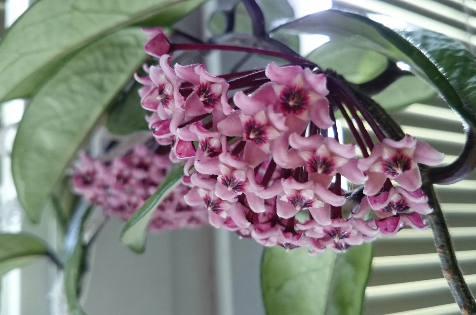 5 Practical Tips To Help Your Hoya Bloom
