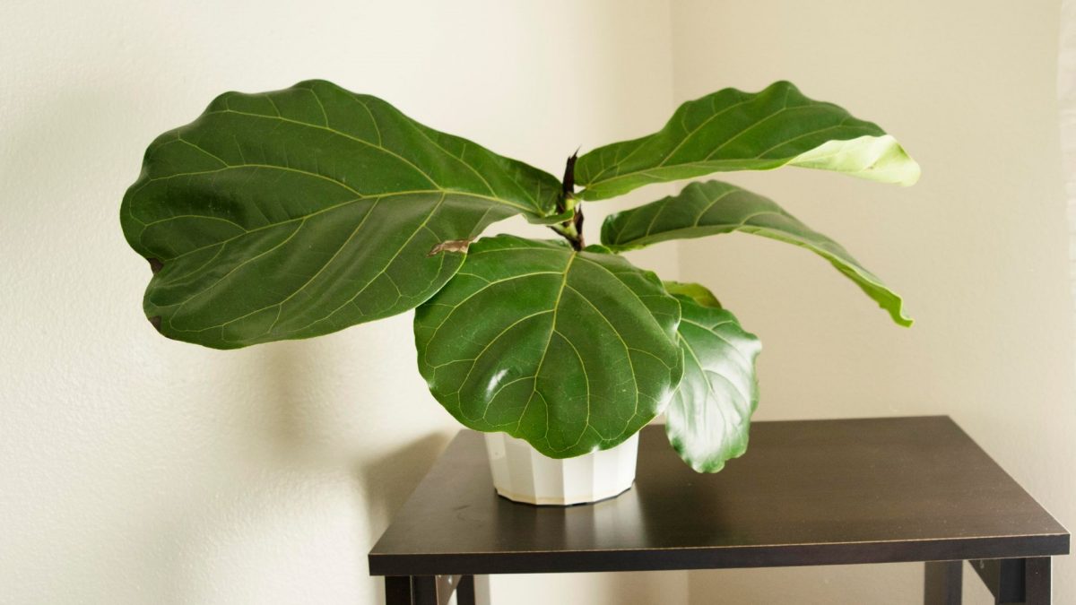 6 Easy Steps For Propagating Fiddle-Leaf Figs
