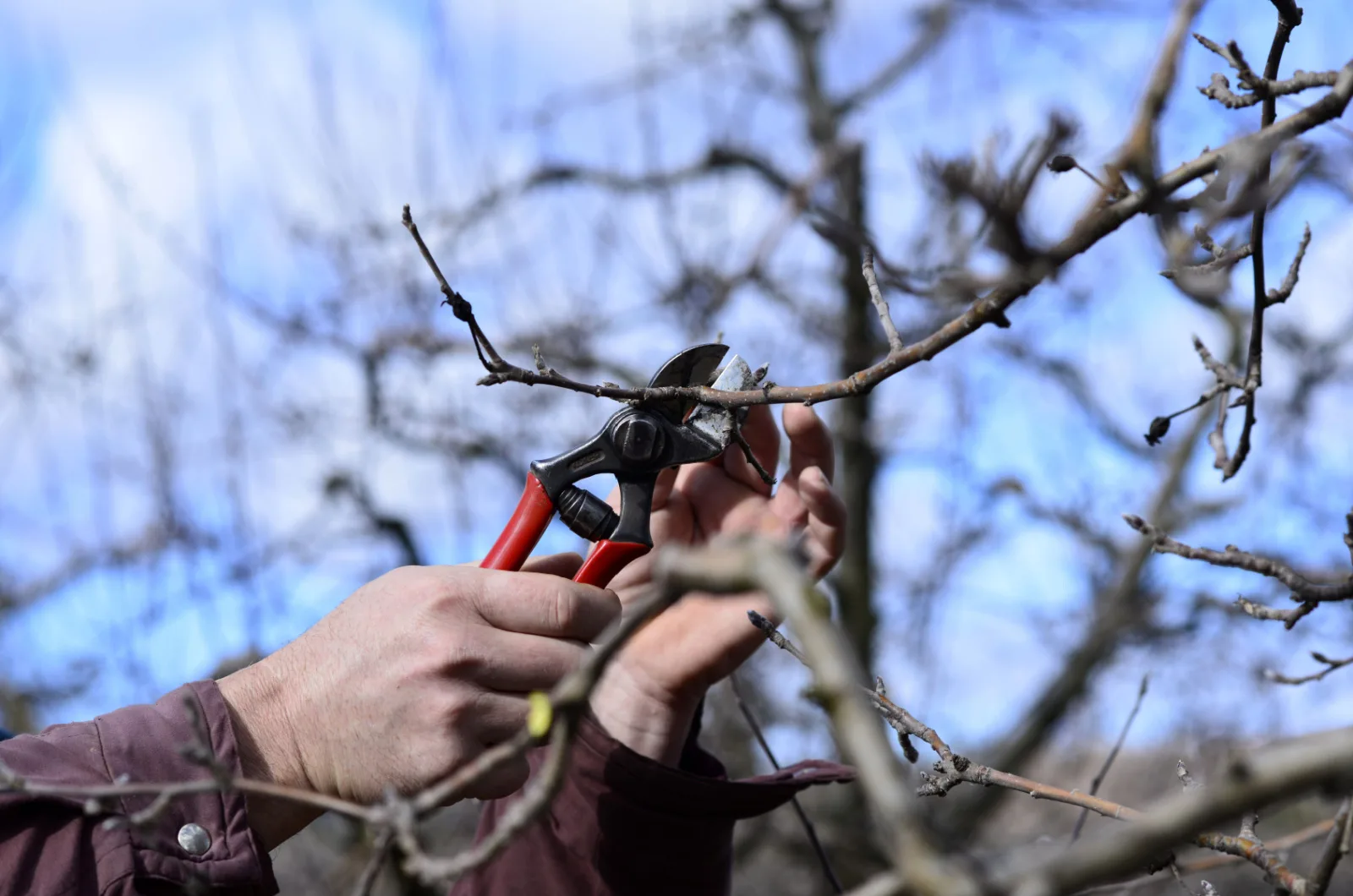 7 Plants You Need To Prune In December