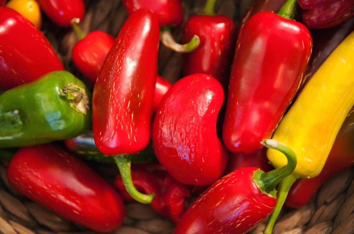 Pepper Corking: Here’s Why Your Peppers Have Woody Lines