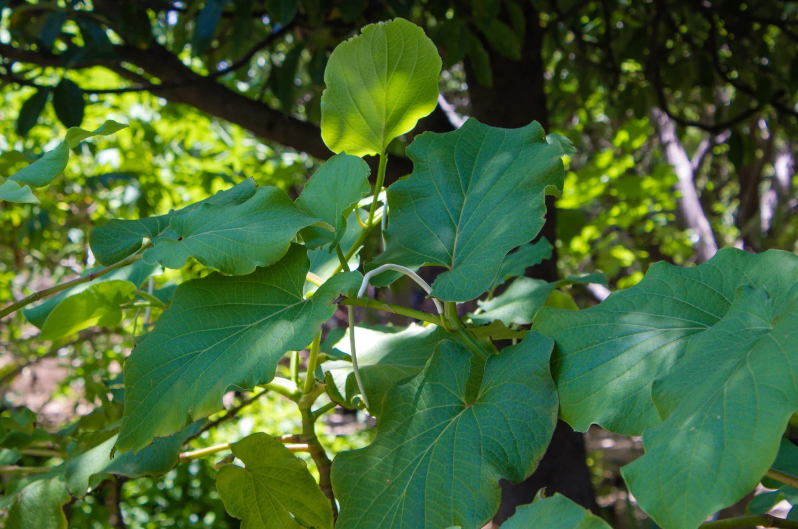 How To Grow Root Beer Plant