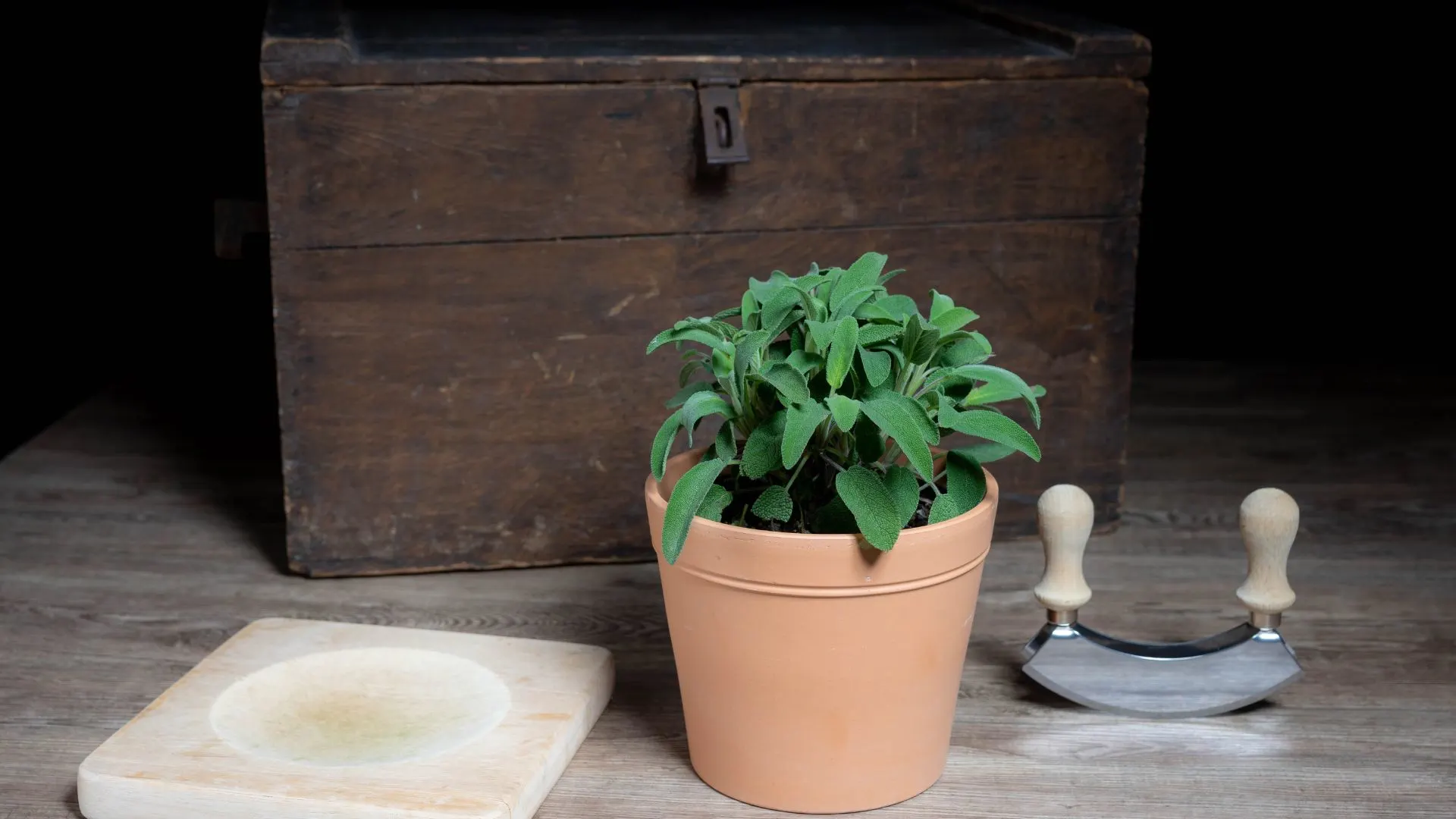 5 Simple Tips For Growing Fragrant Sage