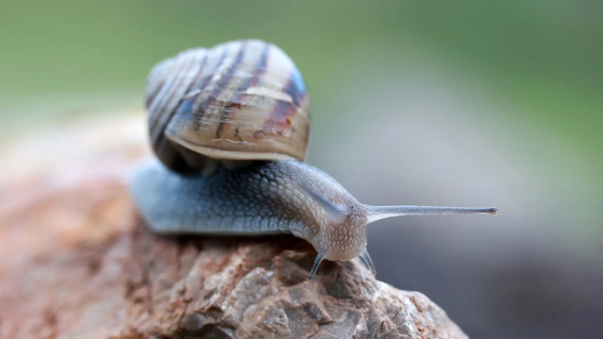 5 Simple Tips For Growing Fragrant Sage