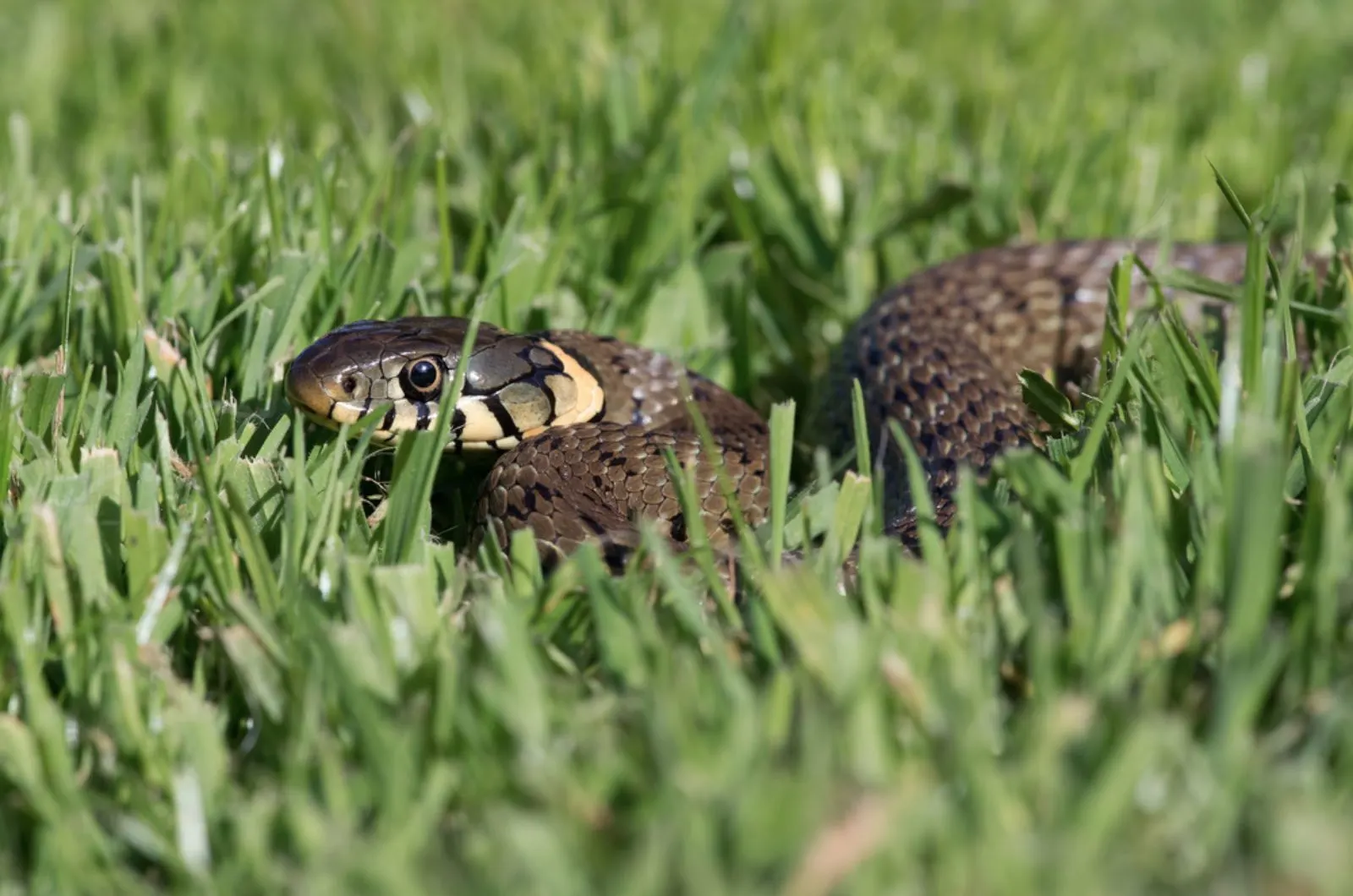 Here’s The Lawn Care Mistake That’s Bringing All Those Snakes To Your Yard