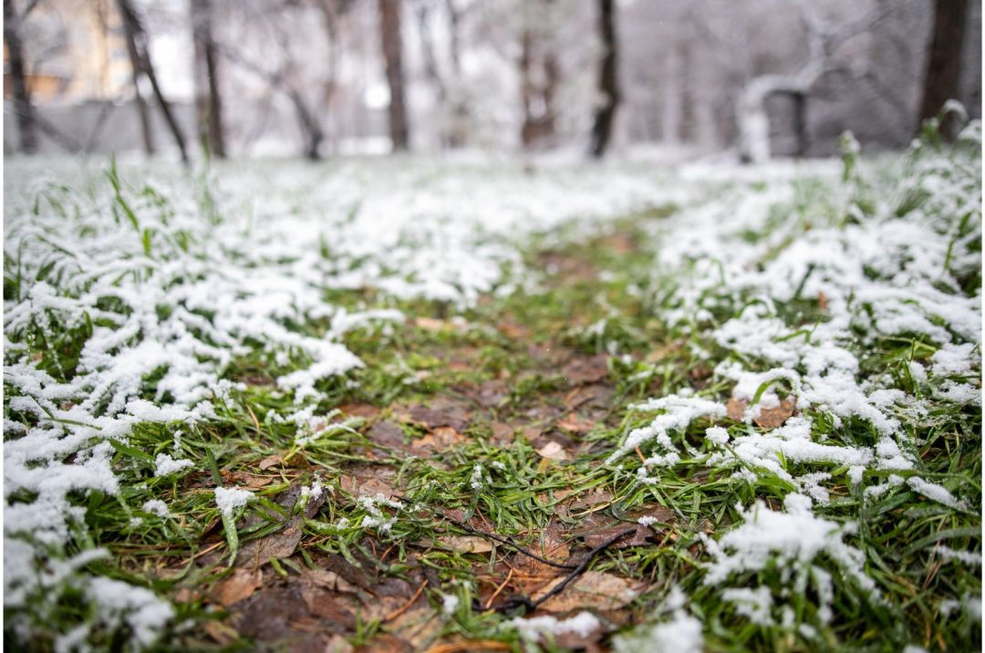 What Is Snow Mold + How To Prevent And Treat It