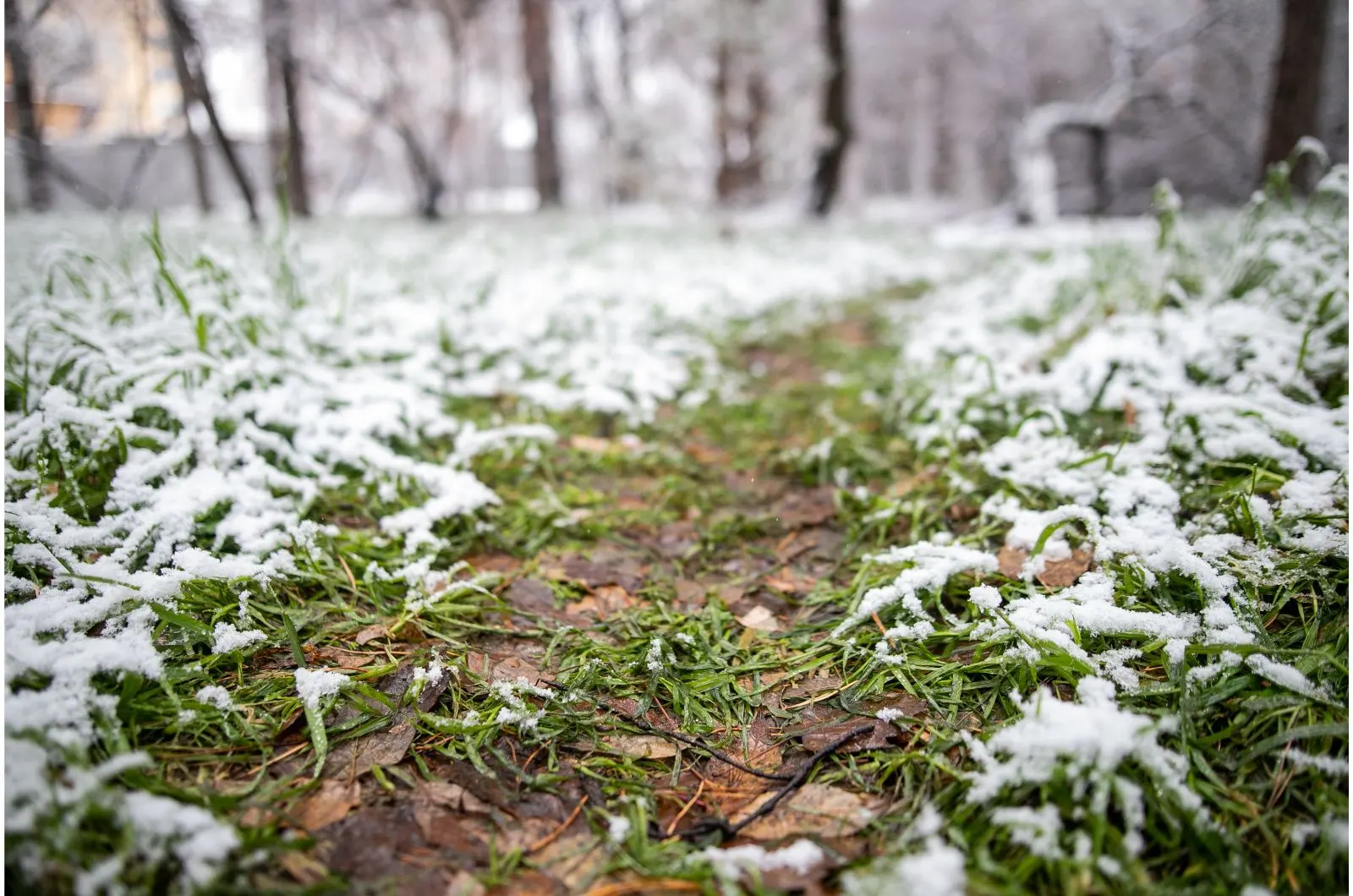 What Is Snow Mold + How To Prevent And Treat It