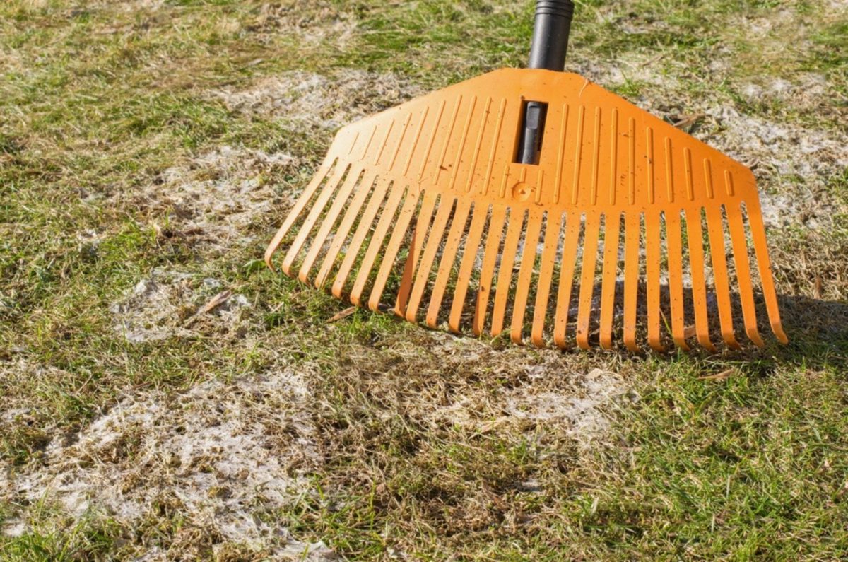 What Is Snow Mold + How To Prevent And Treat It