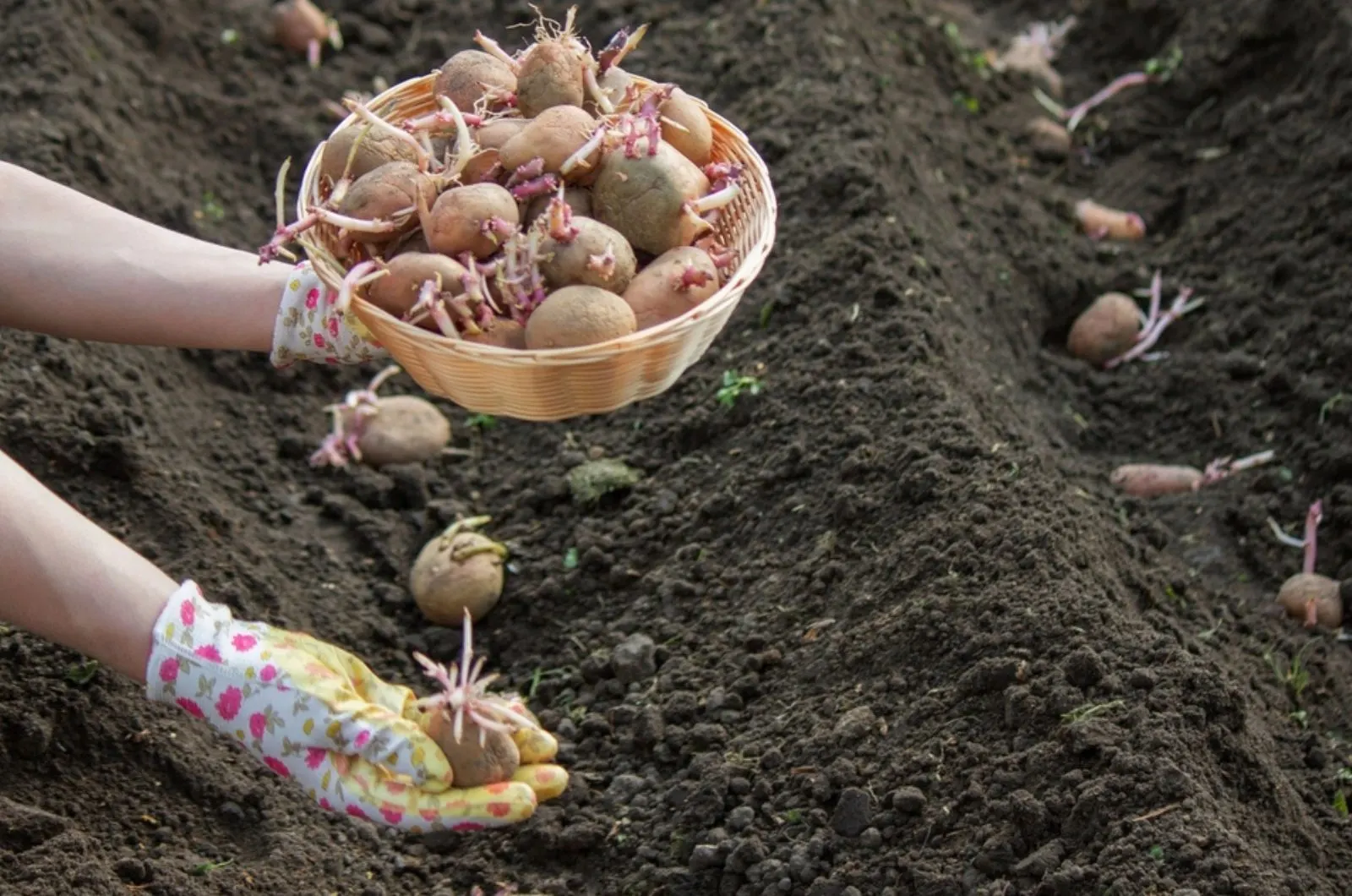 The Main Gardening Mistake Everyone Makes When Growing Potatoes
