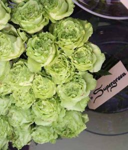 5 Captivating Varieties Of Green Roses