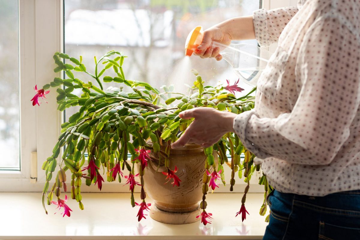 7 Reasons Why The Leaves On Your Christmas Cactus Are Turning Limp And ...