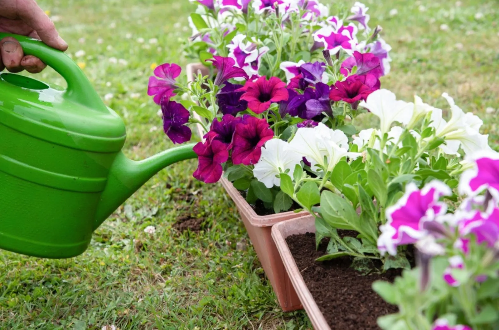 4 Gardening Mistakes That Might Be Harming Your Petunias