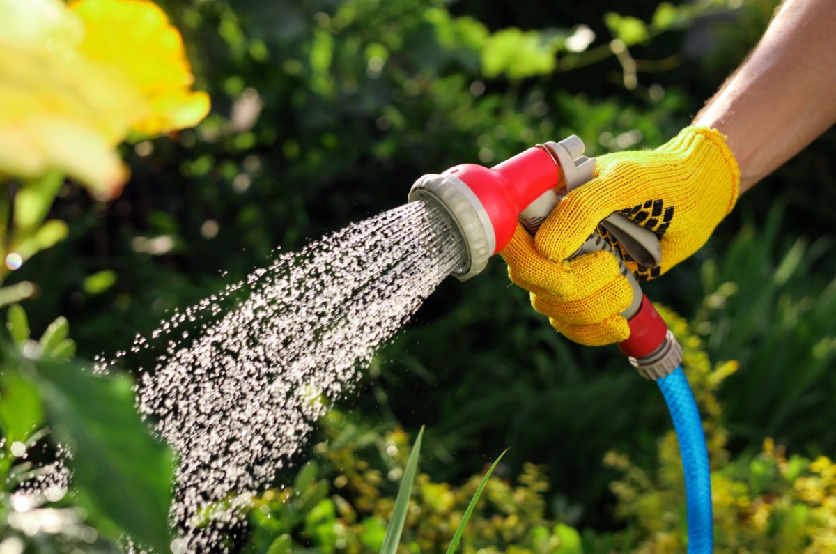 How To Grow Root Beer Plant