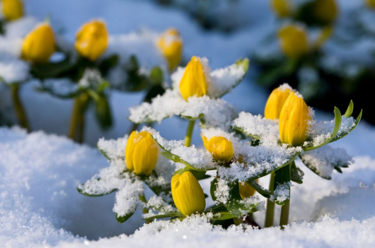9 Gorgeous Plants That Bloom In January
