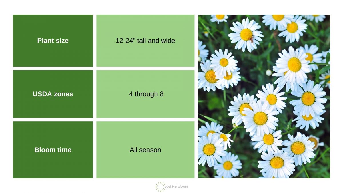 9 Sun-loving Perennials For A Beautiful Cutting Garden