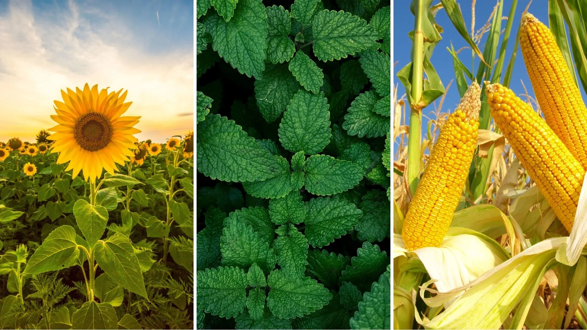 GROWING PLANTS - Positivebloom