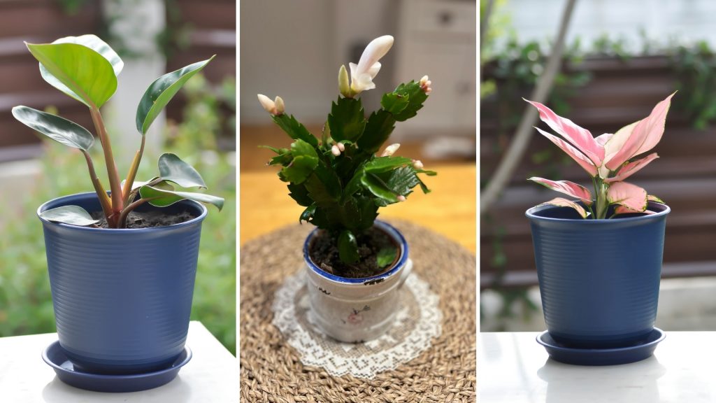 15 Houseplants With Impressively Long Lifespans