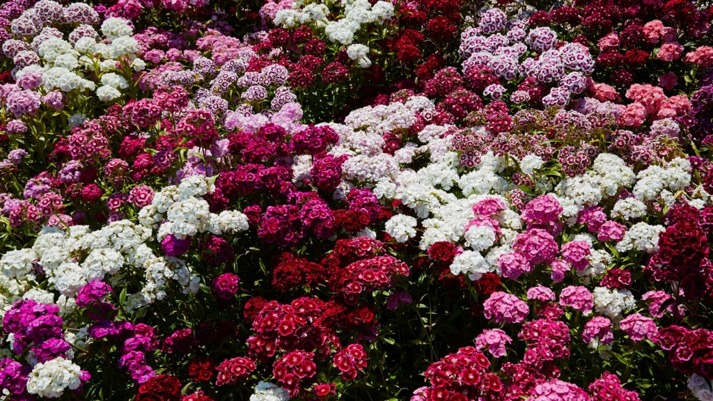 9 Spring-blooming Perennials To Grow For Early Blossoms In The Spring