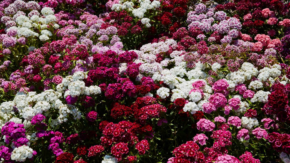 9 Spring-blooming Perennials To Grow For Early Blossoms In The Spring