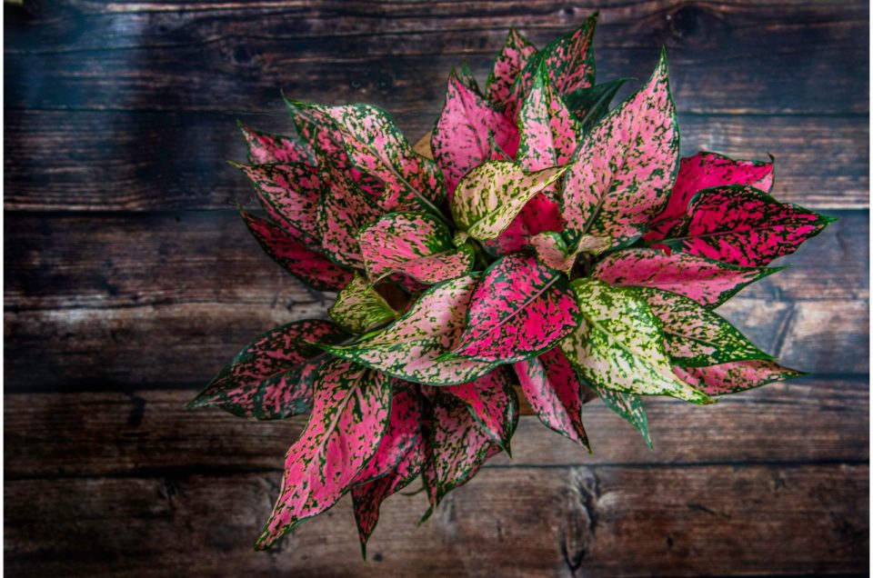 15 Houseplants With Impressively Long Lifespans