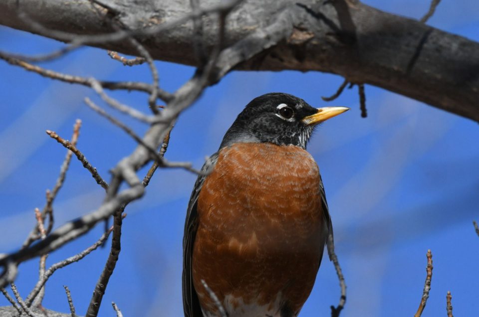Attract These 16 Mosquito-Eating Birds To Your Garden