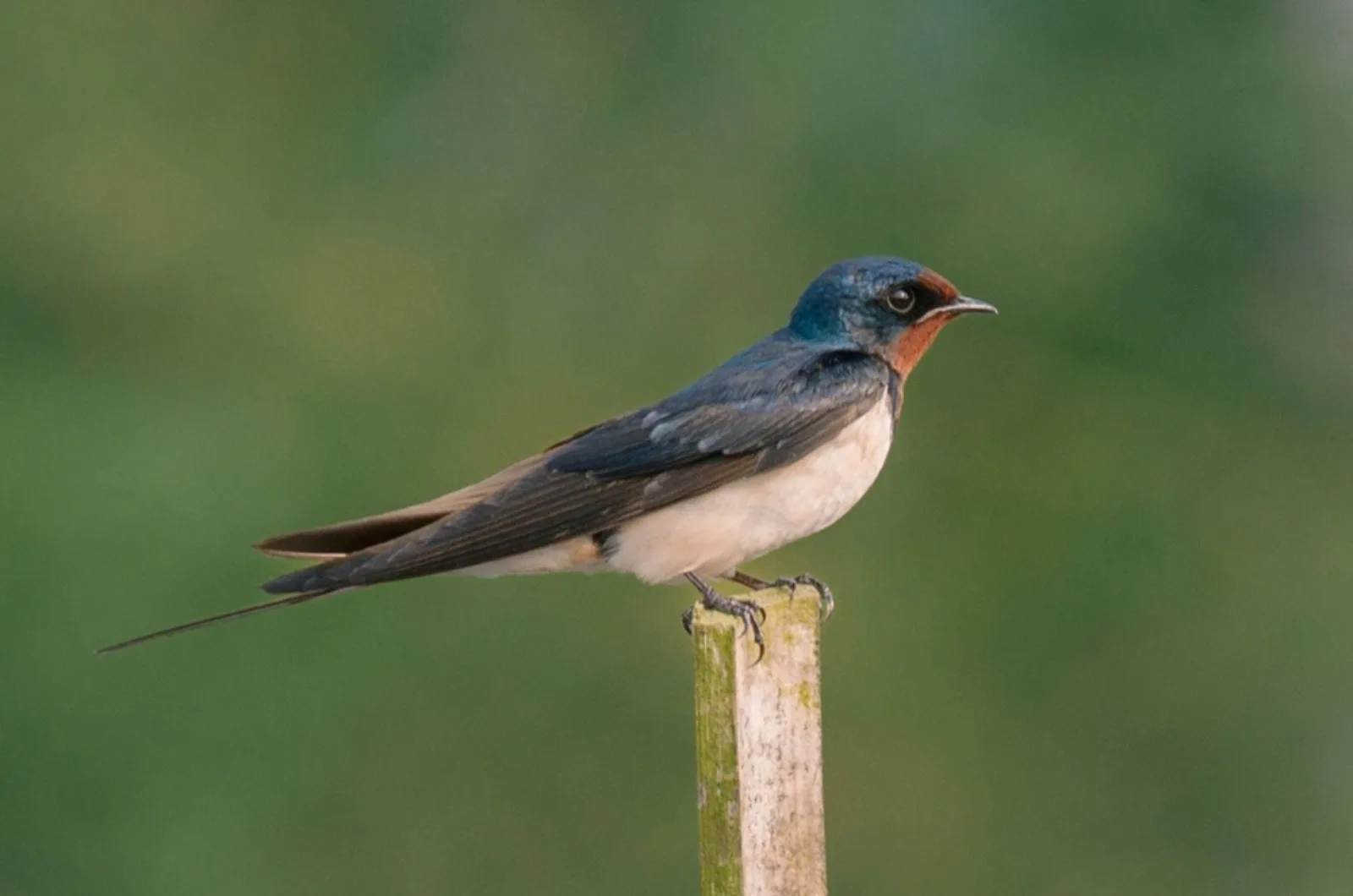 Attract These 16 Mosquito-Eating Birds To Your Garden