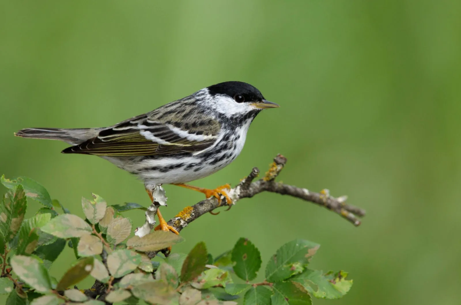 Attract These 16 Mosquito-Eating Birds To Your Garden