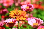 How To Plant And Grow Zinnia Flowers