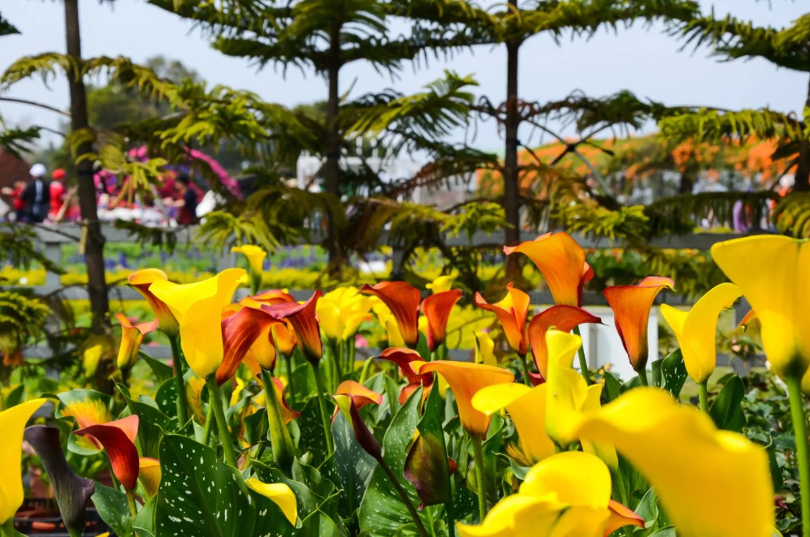 How Long Do Potted Calla Lily Flowers Last + Care Tips