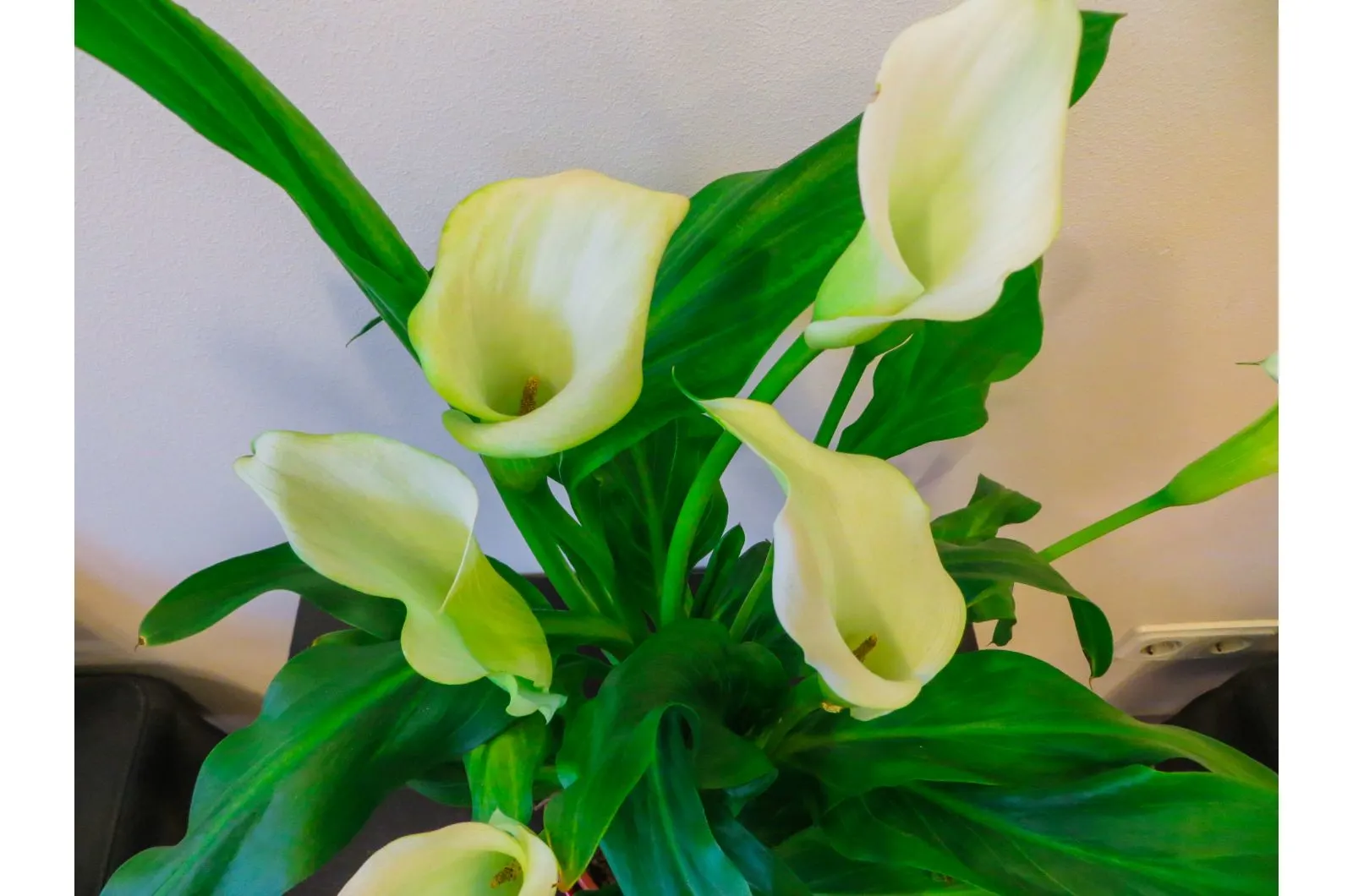How Long Do Potted Calla Lily Flowers Last + Care Tips