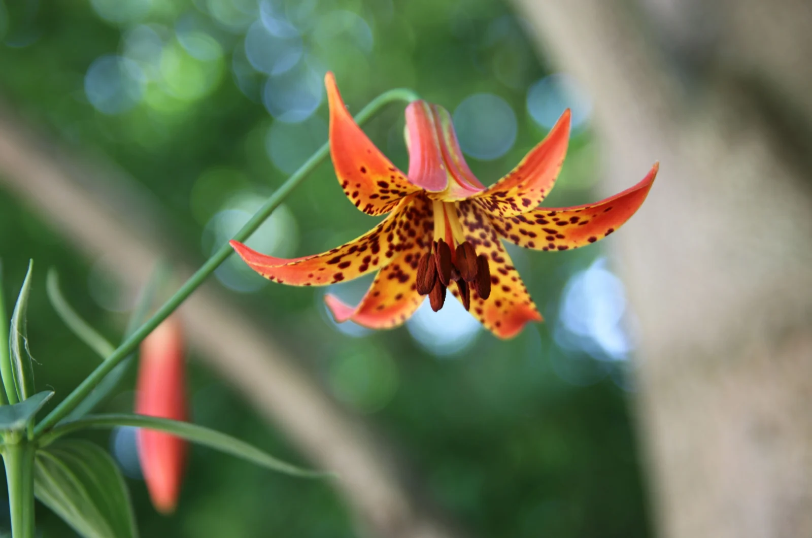 20 Nectar-Rich Native Plants For Attracting Hummingbirds