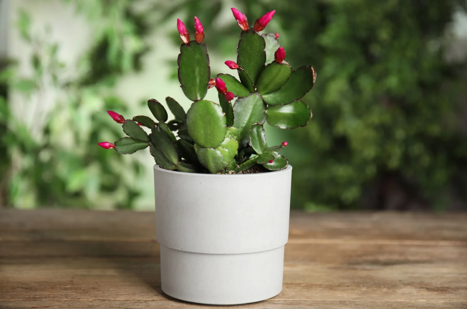 How To Grow A Christmas Cactus Outdoors