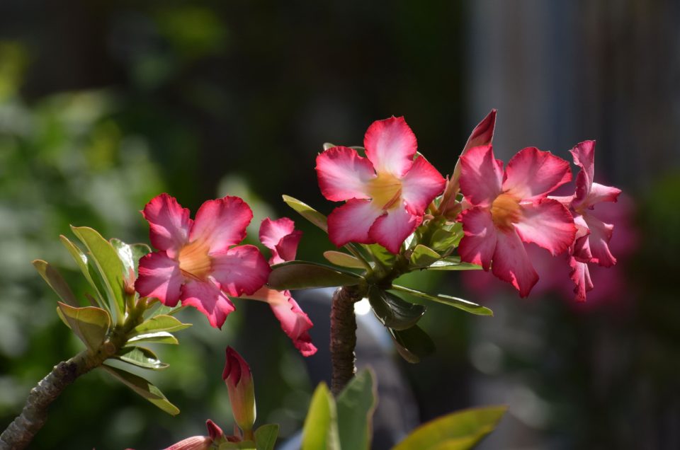 How To Grow And Care For Desert Rose Succulents