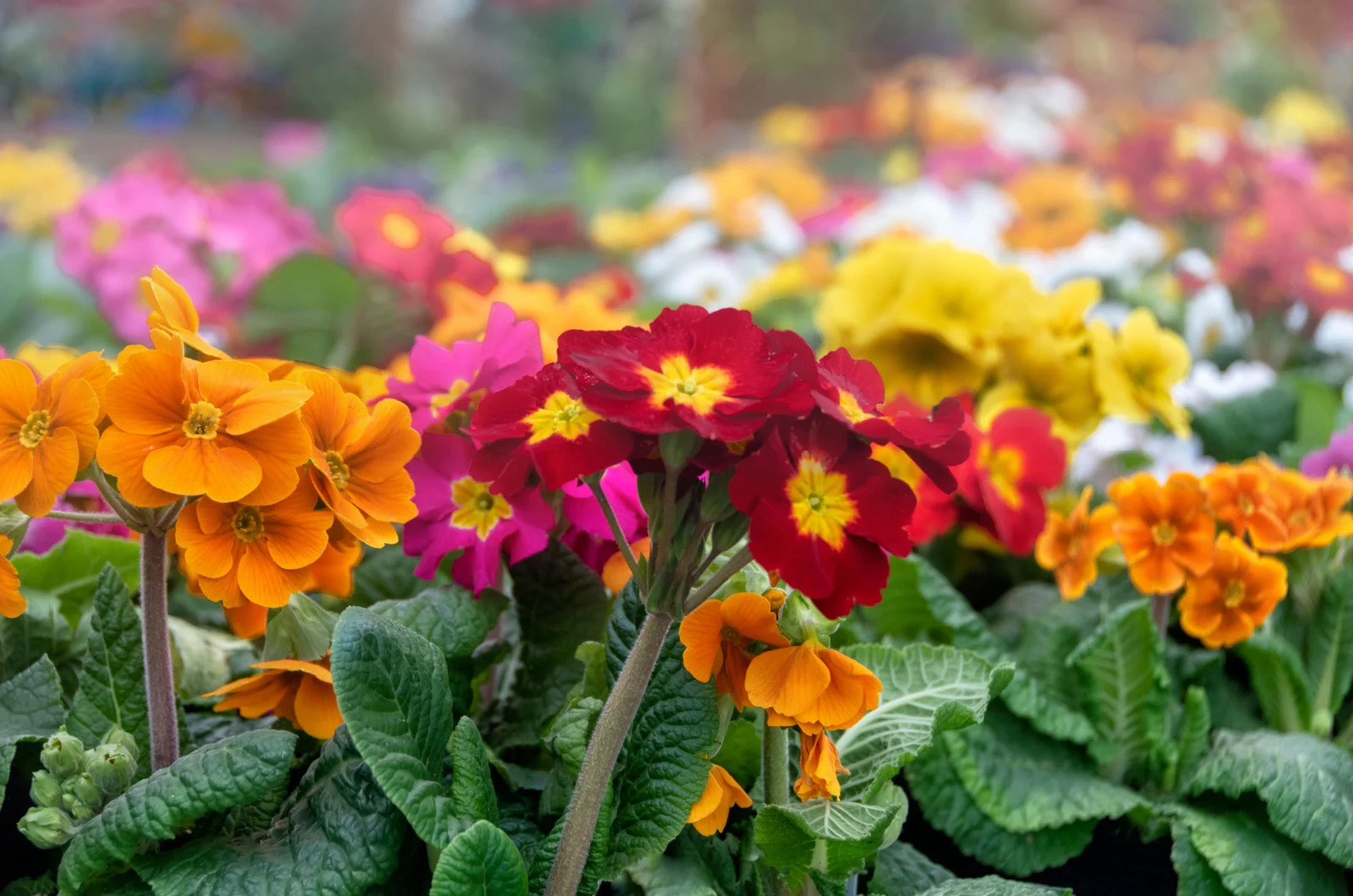 How To Plant And Grow Primrose Flowers