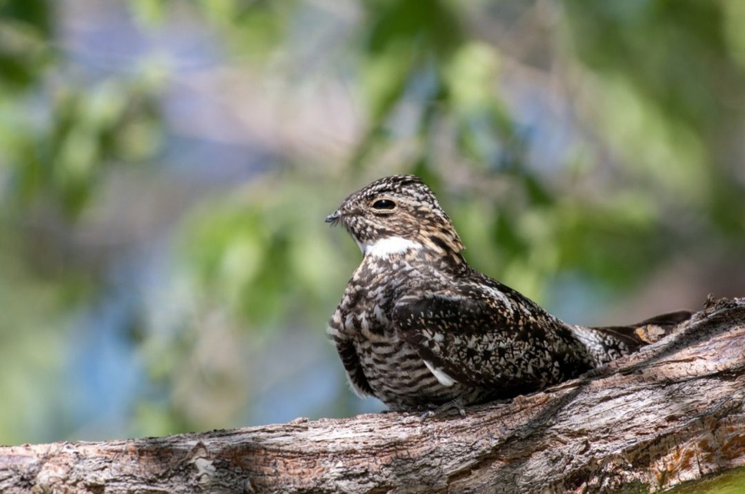 Attract These 16 Mosquito-Eating Birds To Your Garden
