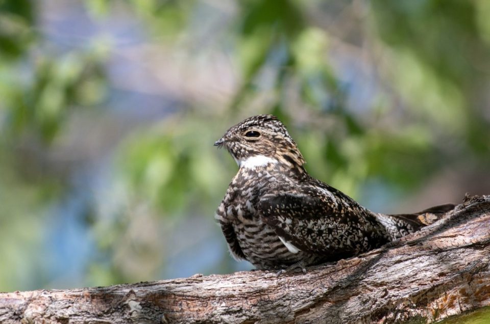 Attract These 16 Mosquito-Eating Birds To Your Garden
